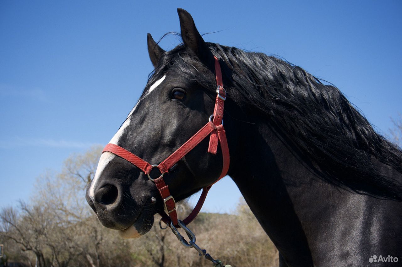 Жеребец тяжеловоза владимирского для случки