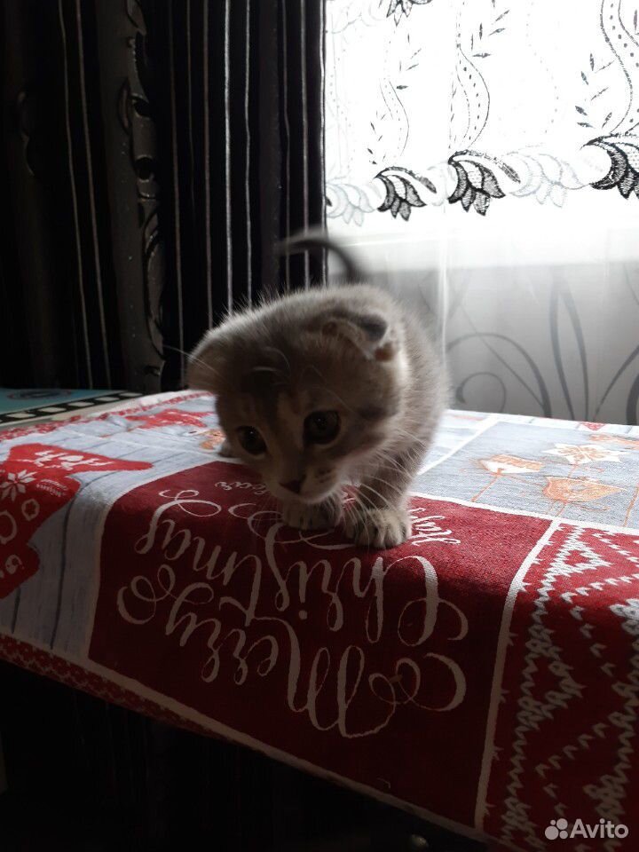 Котёнок Шотландская девочка вислоушка