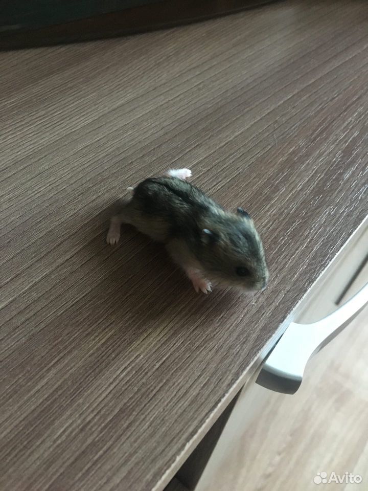 Джунгарский хомяк