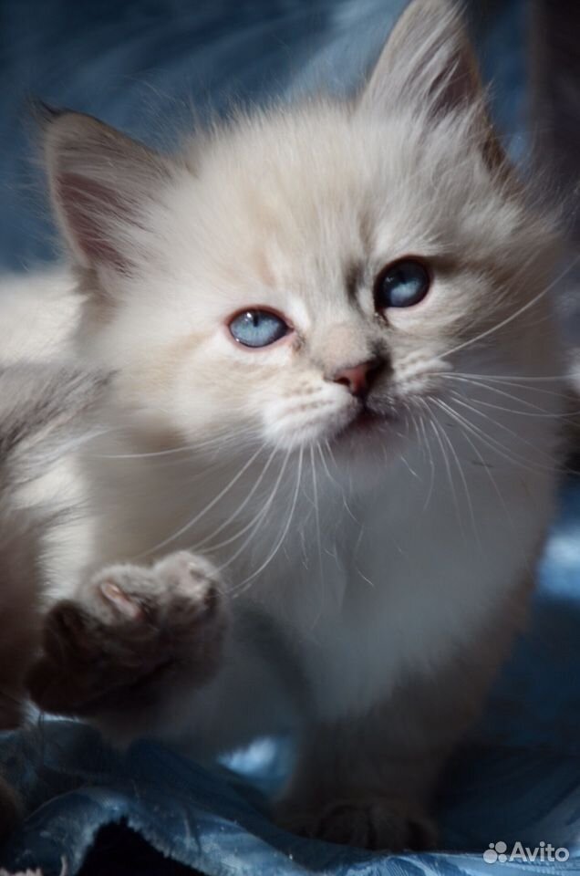 Котята клубные породы невская маскарадная