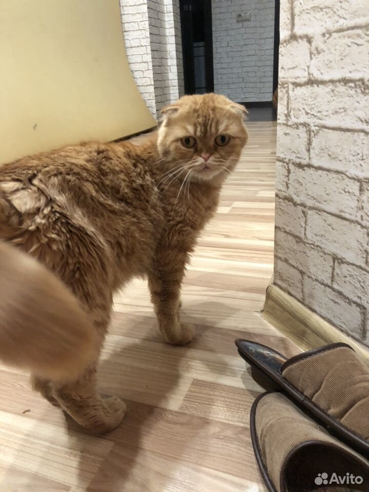 Кот британский веслоухий