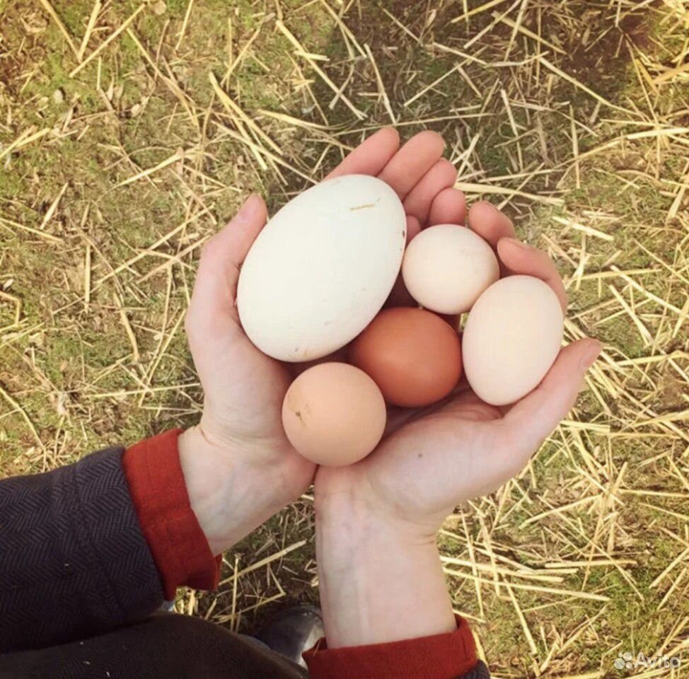 Яйца утиные, гусиный