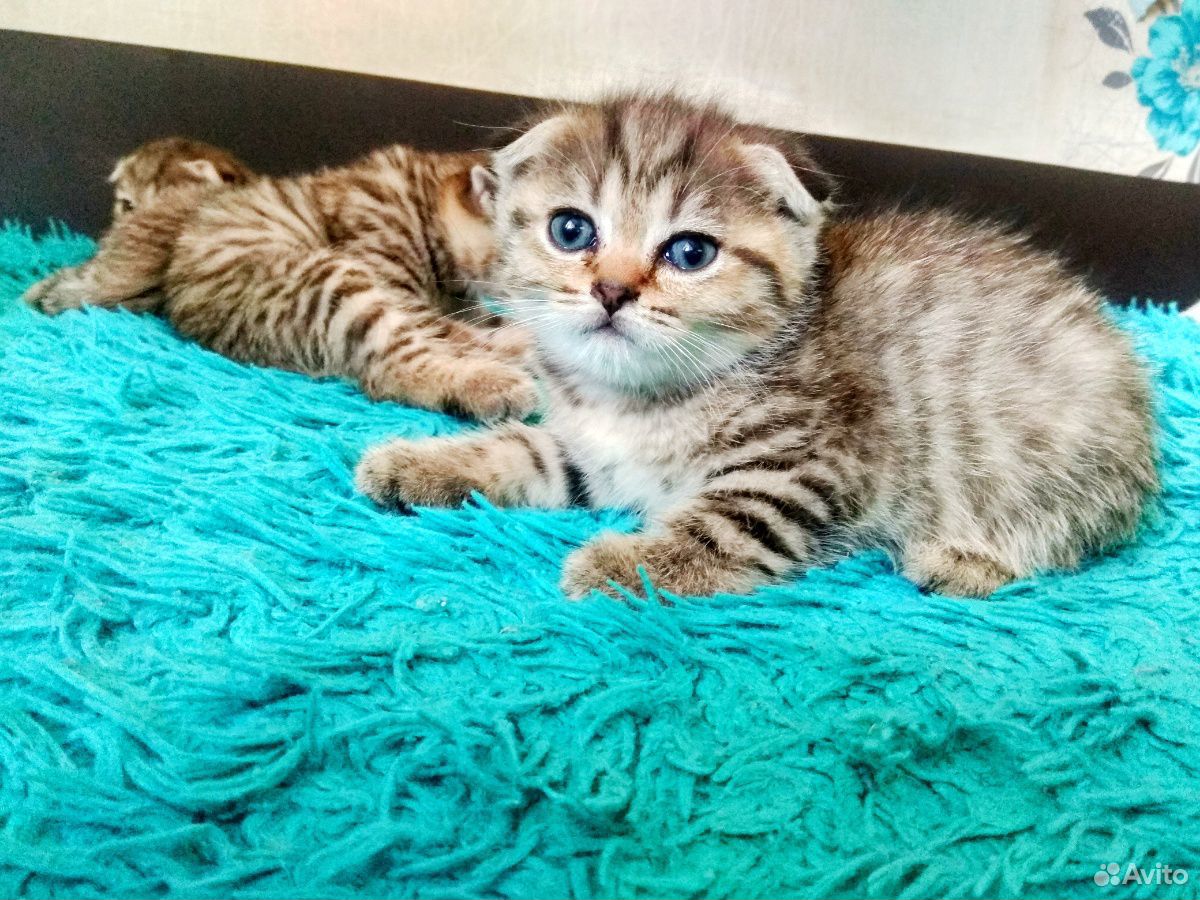 Котята шиншилята