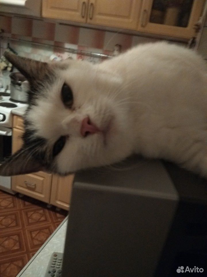 Кошка Сонечка