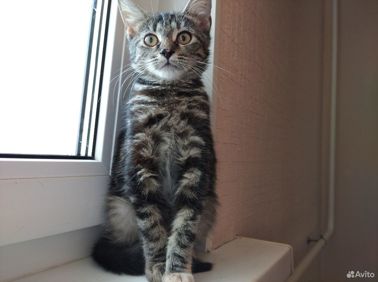 Котенок в добрые руки