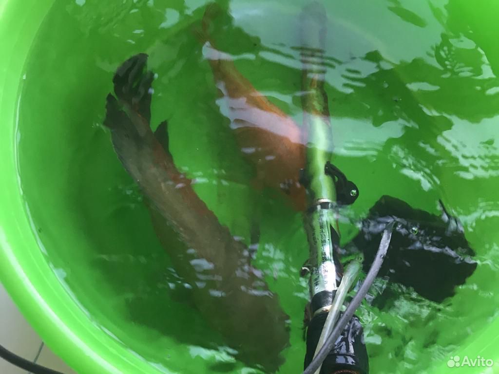 Остронотус, Хорн, Птерик, пара сомов и пара цихлид