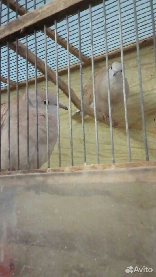 Горлица египетская смеющаяся