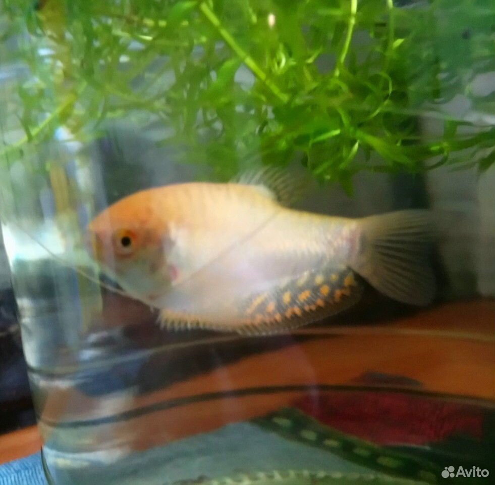 Рыбка гурами золотистый