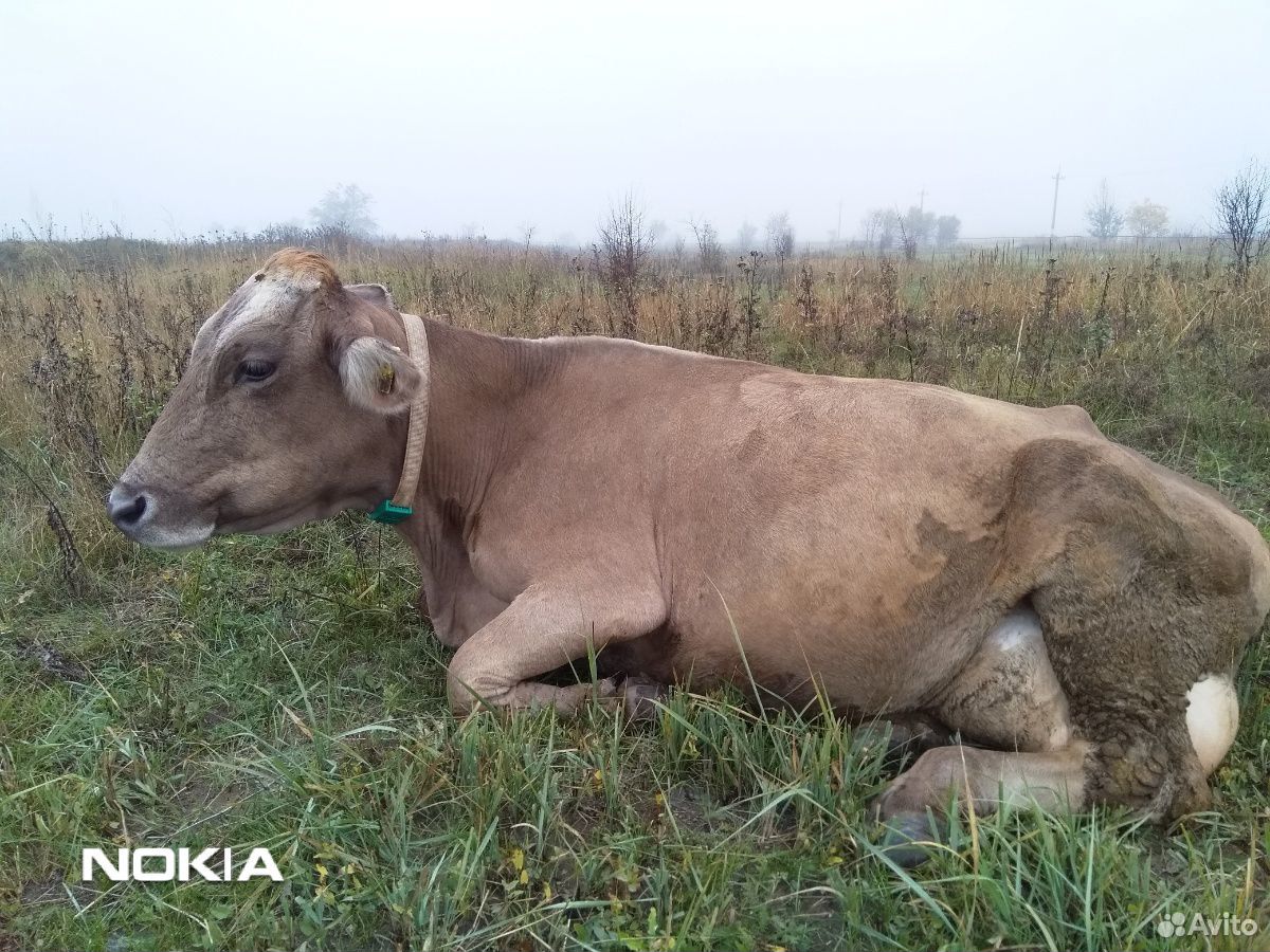 Продается корова