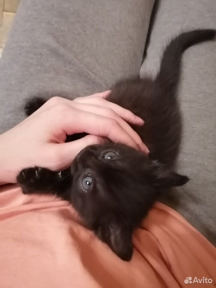 Черные котята / Черный котенок