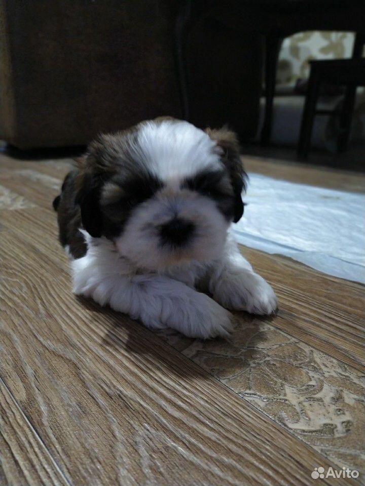 Малыши шитцуняшки