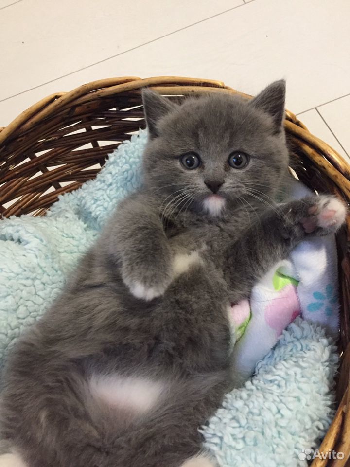 Котенок смесь шотландца и британки