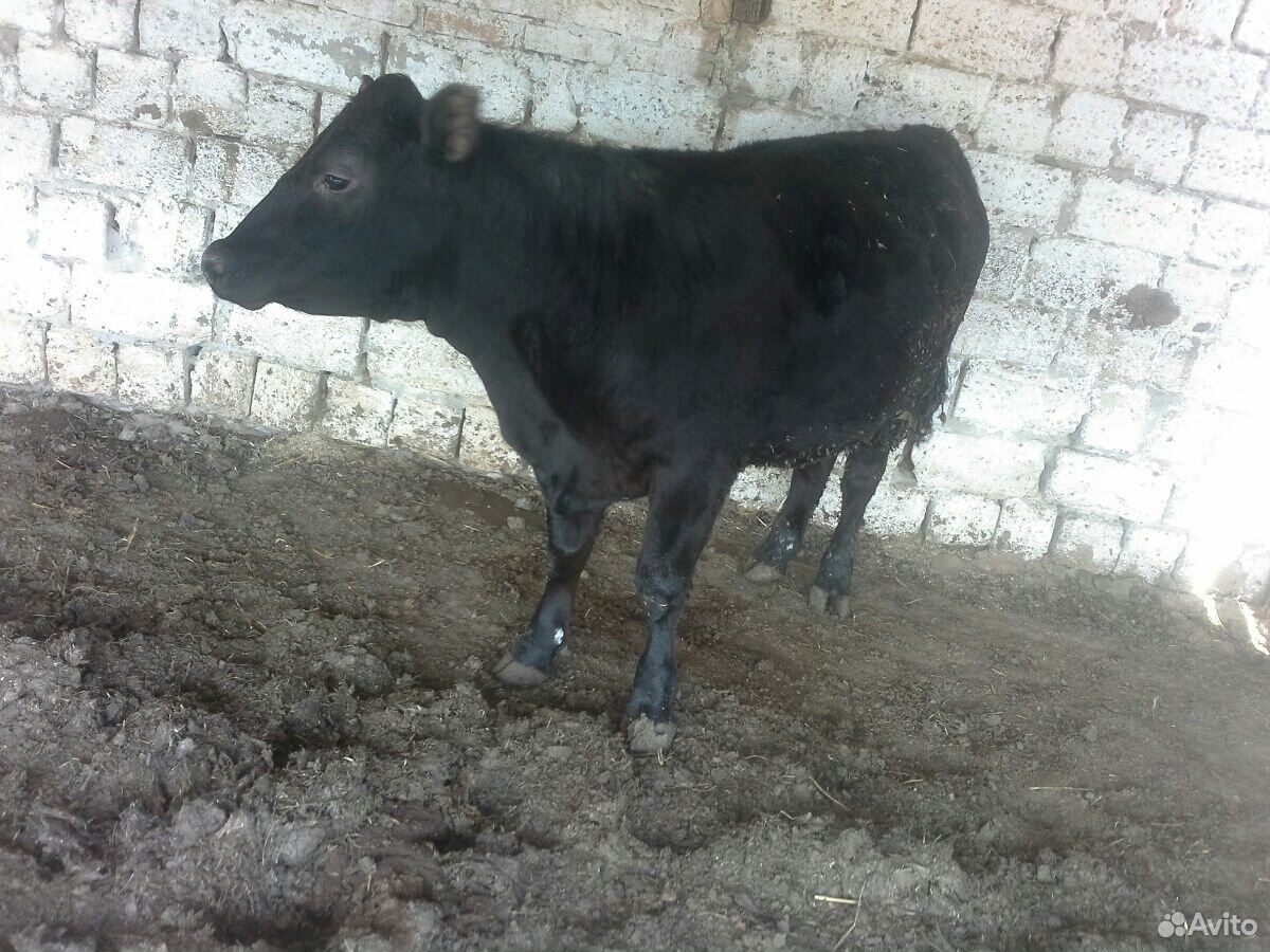 Абердин- ангус