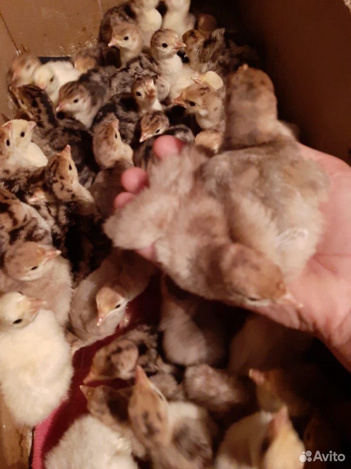 Индюшата суточные