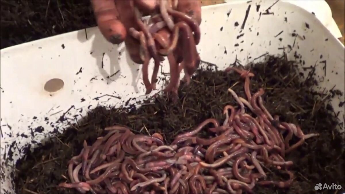 Червь Калифорнийский(навозный)