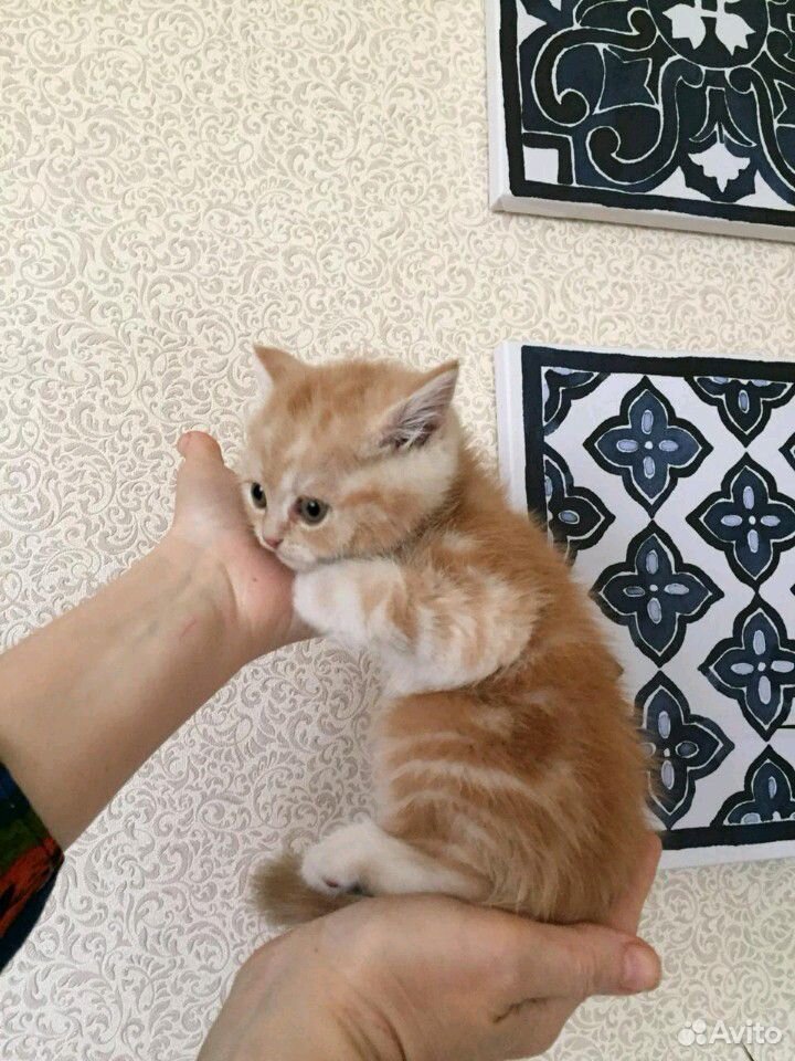 Британский плюшевый мраморный