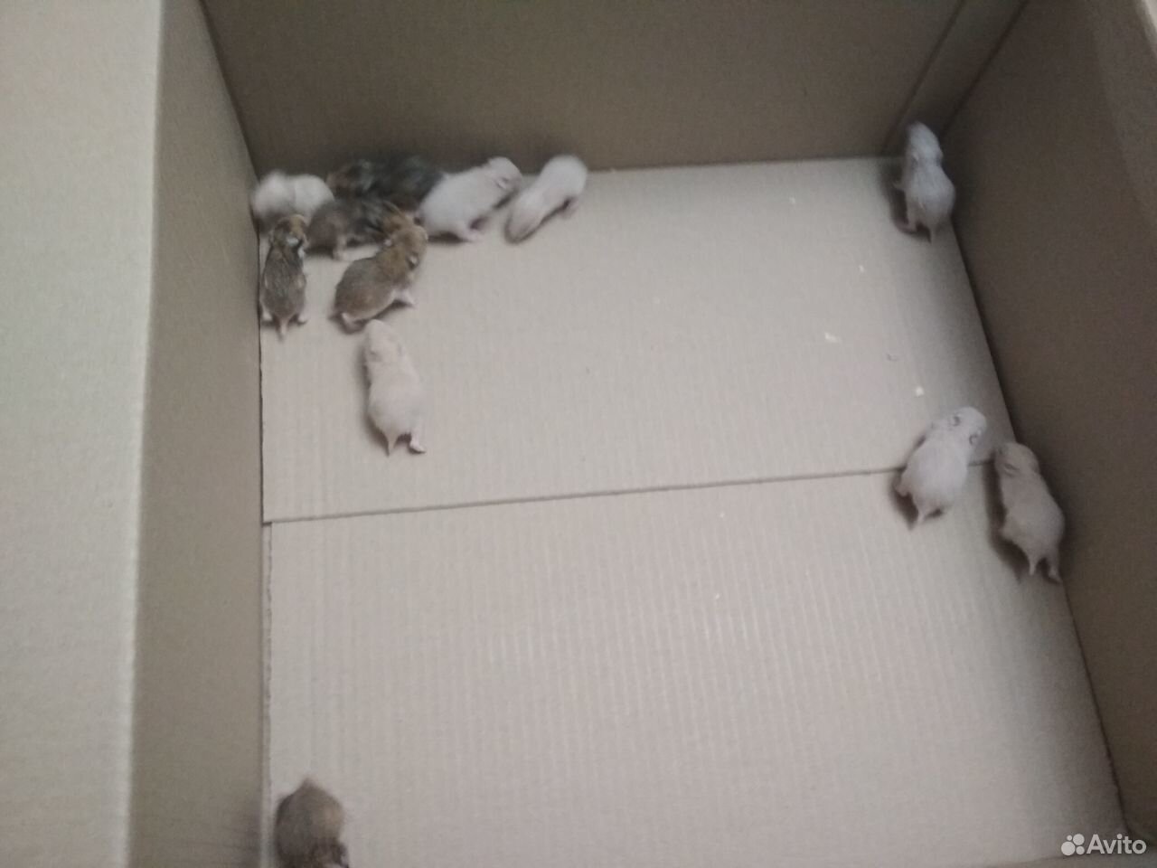 Хомяки сирийские в дар