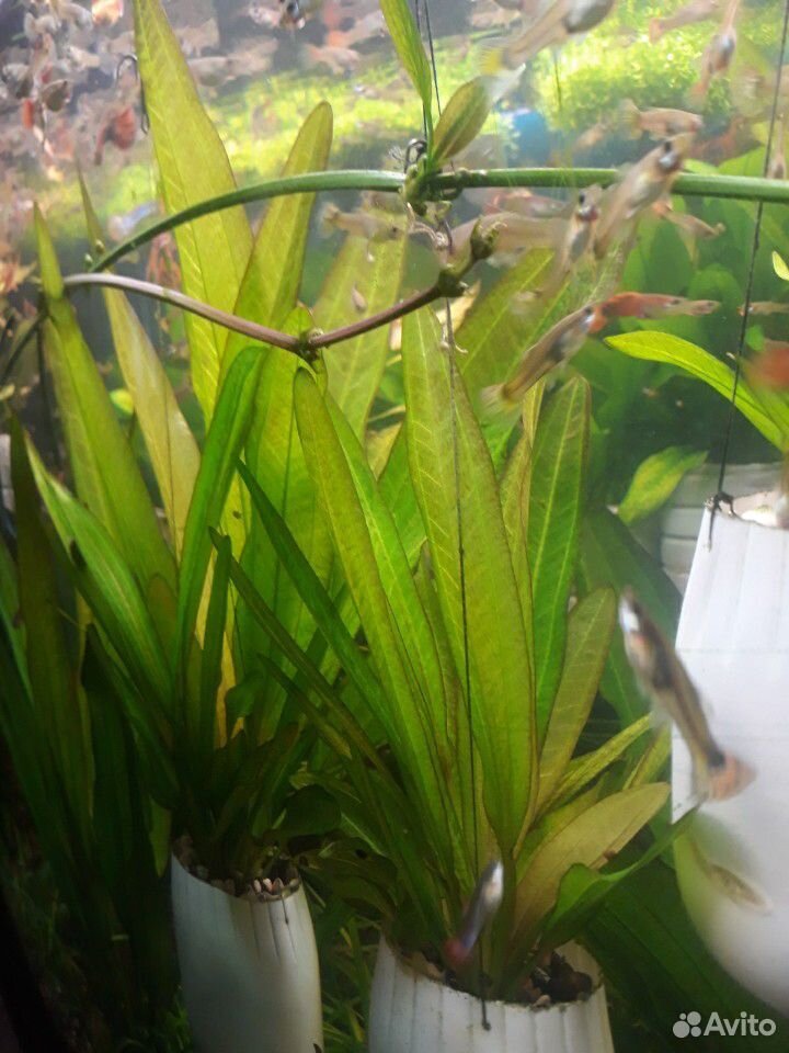 Эхинодорус силовянус глаз дьявола ричия сегитария