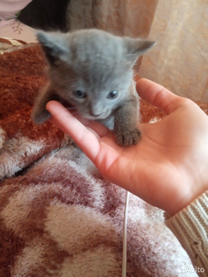 Продам котят