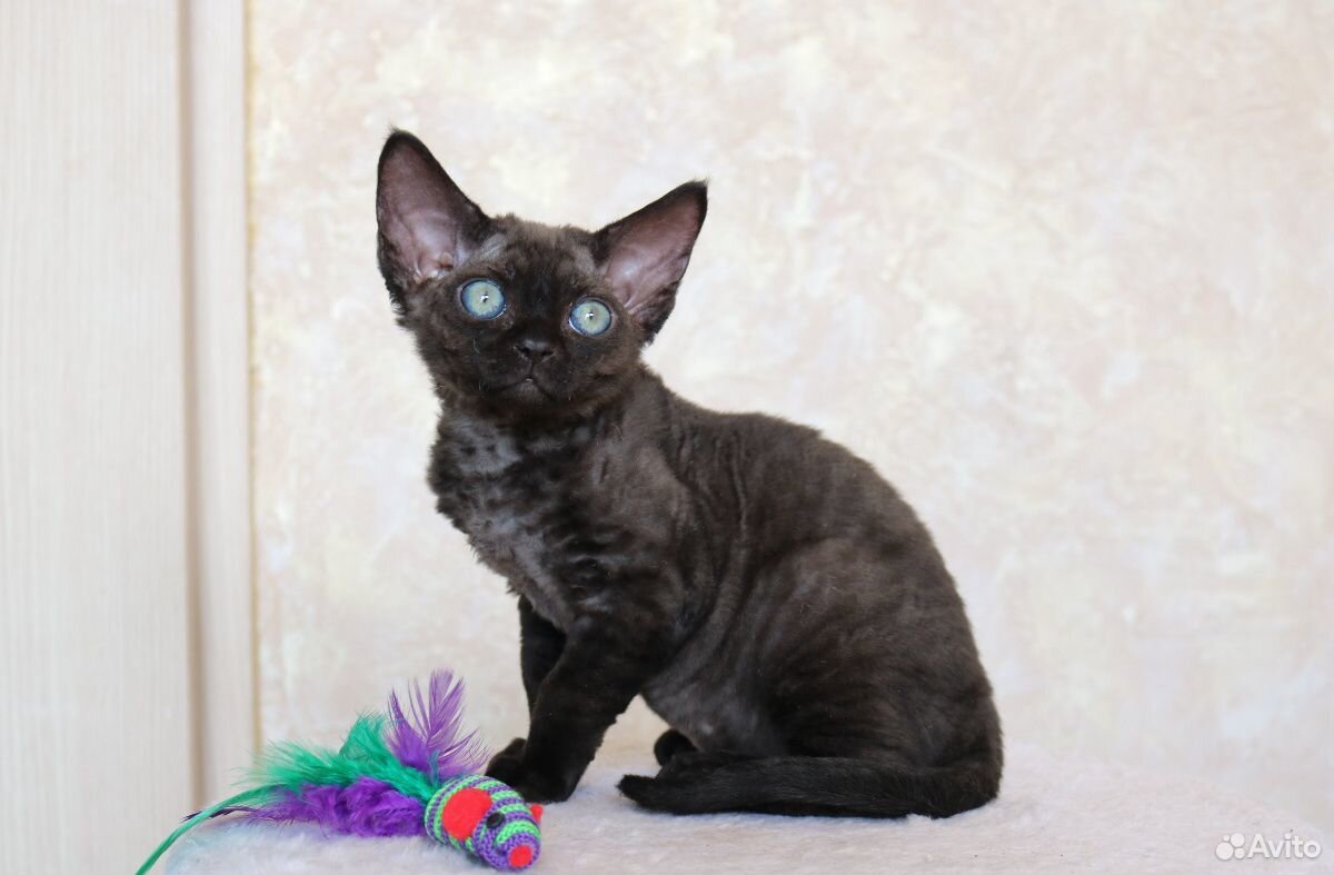 Благородный черный котик девон-рекс