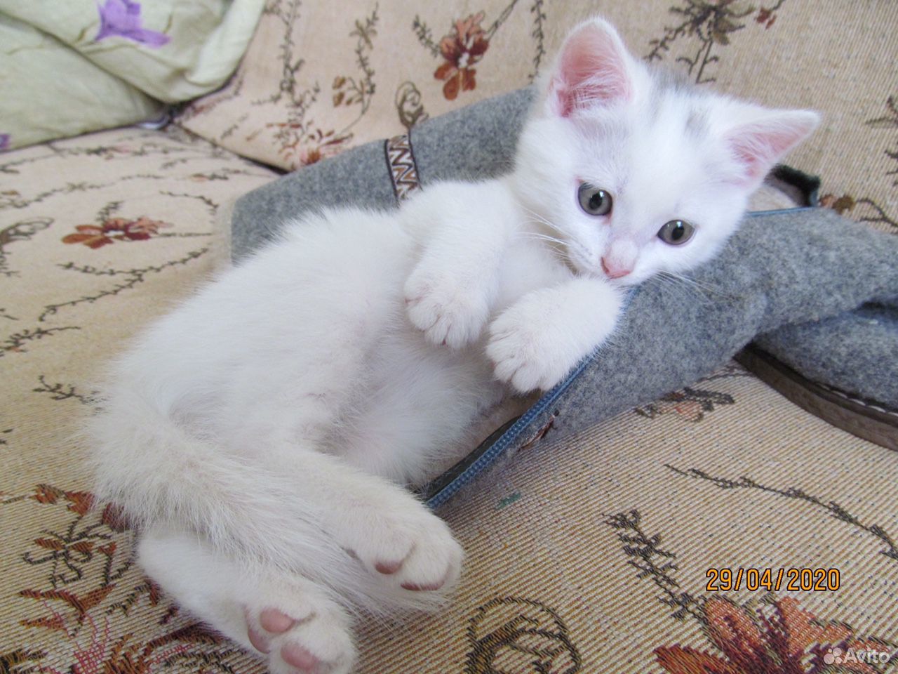 Котёнок в добрые руки