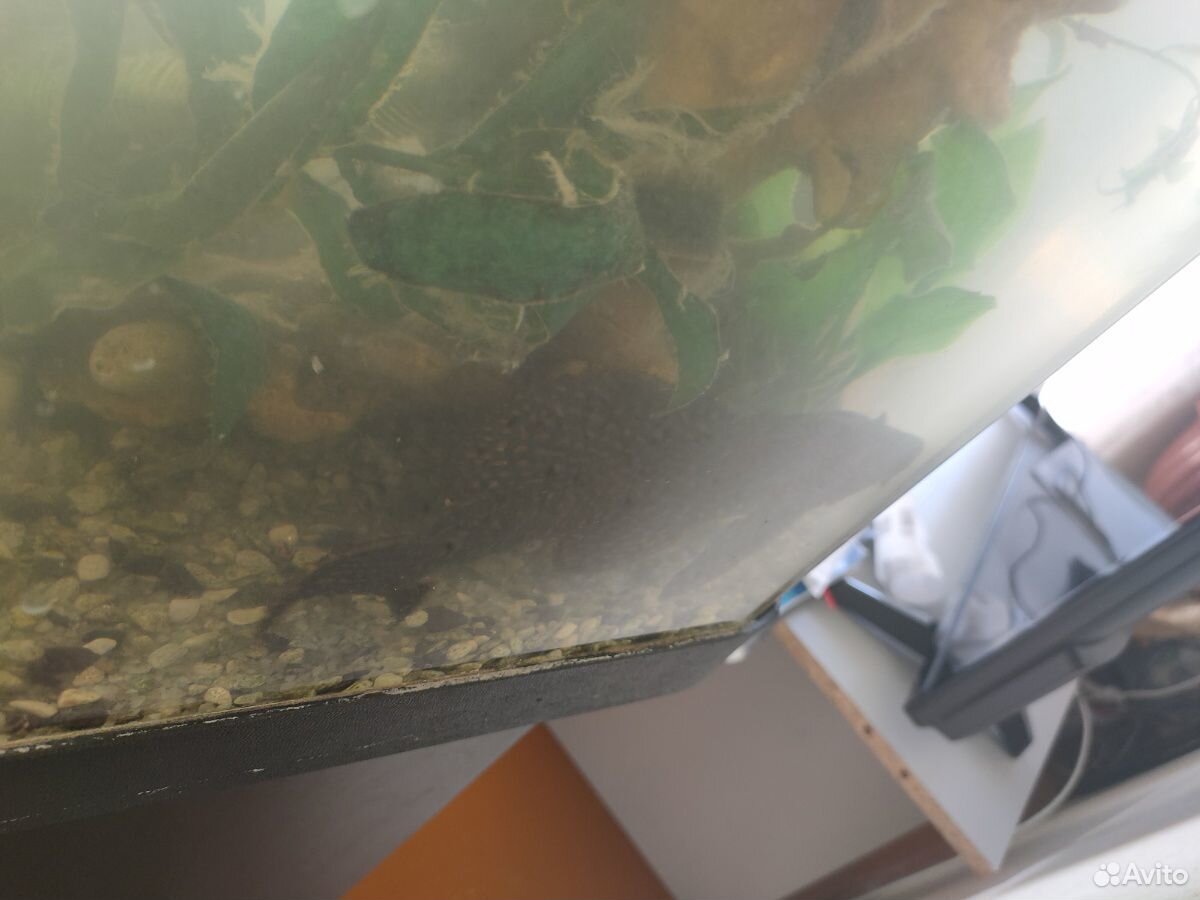 Птеригоплихт