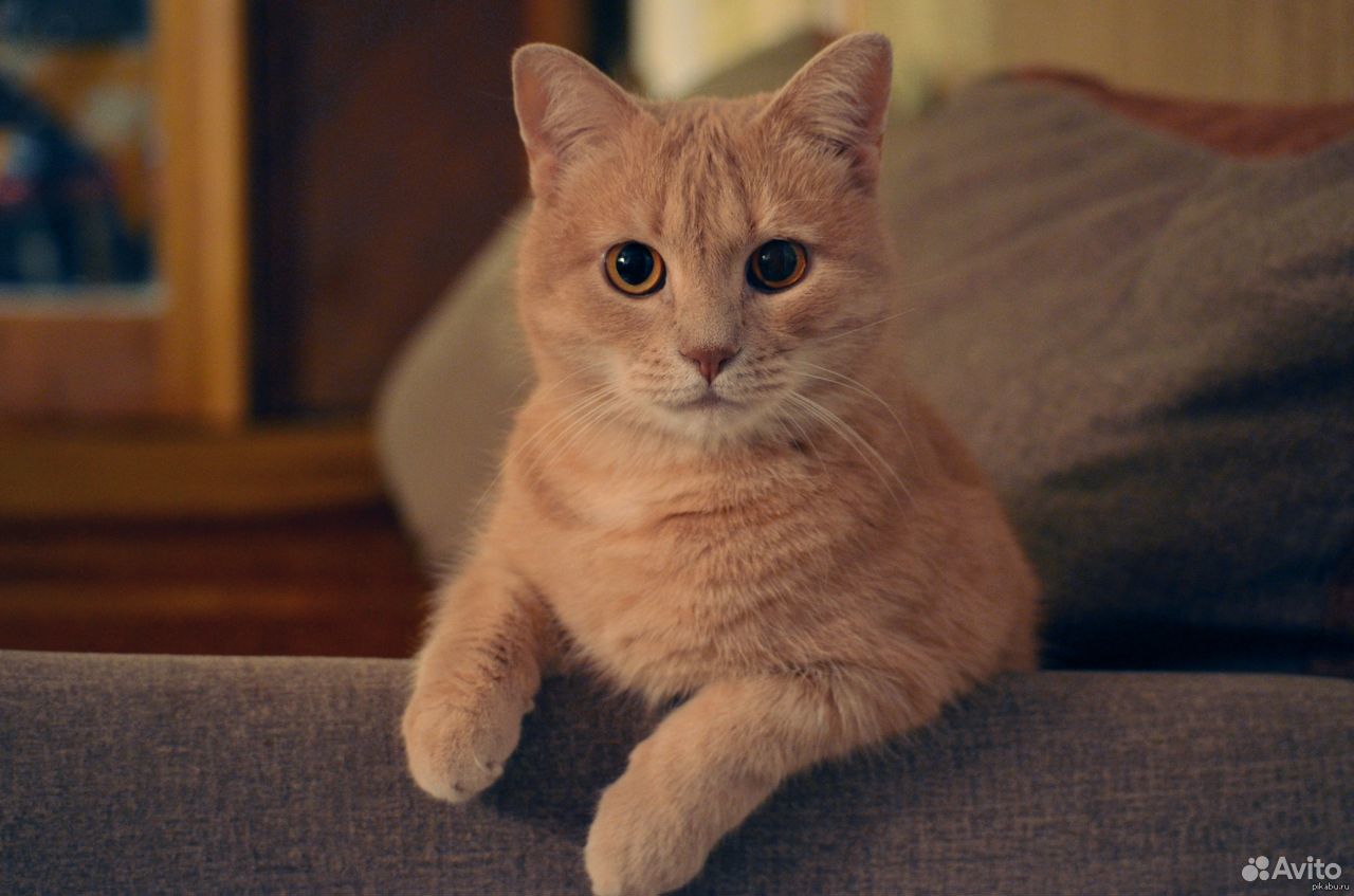 Чистое золото