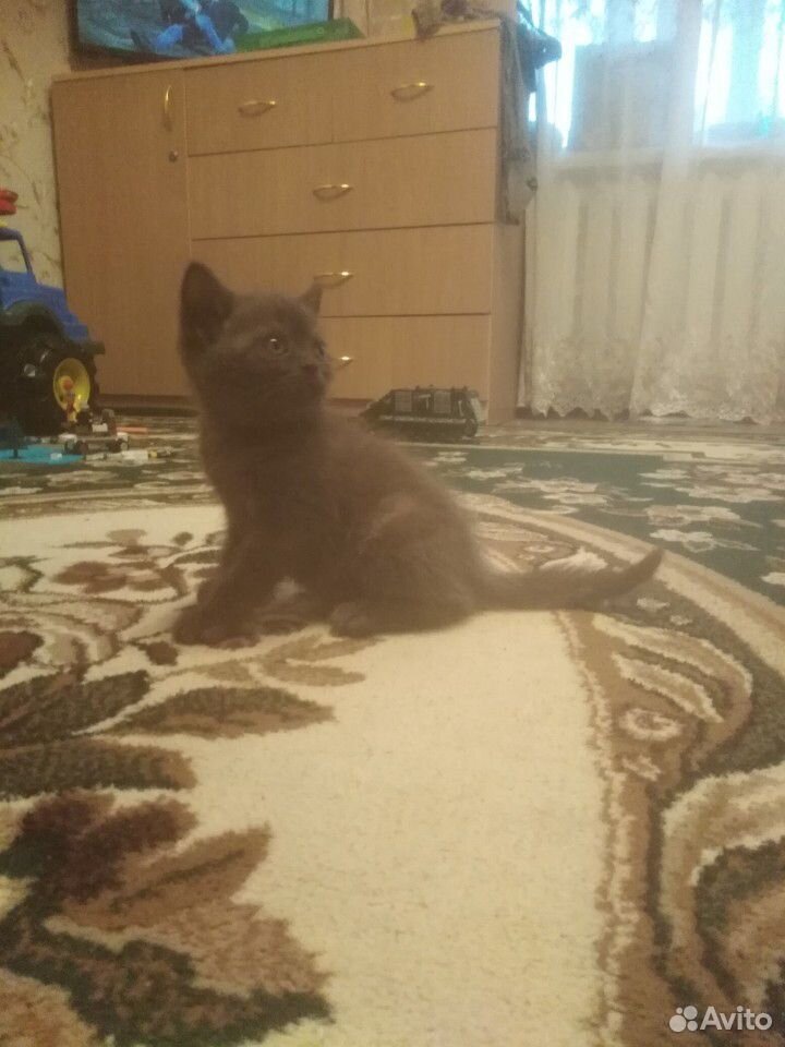 Британские котята