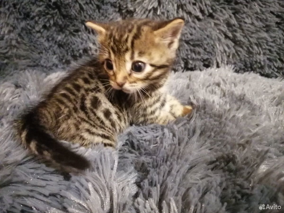 Мурмяу Тигряу