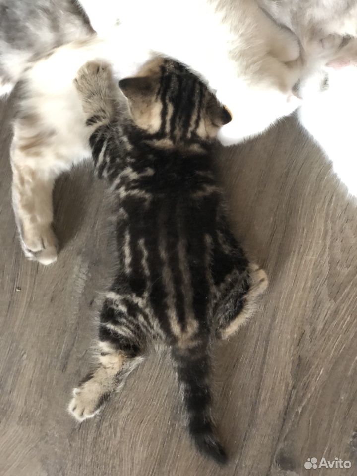 Котенок вислоухий шотландский