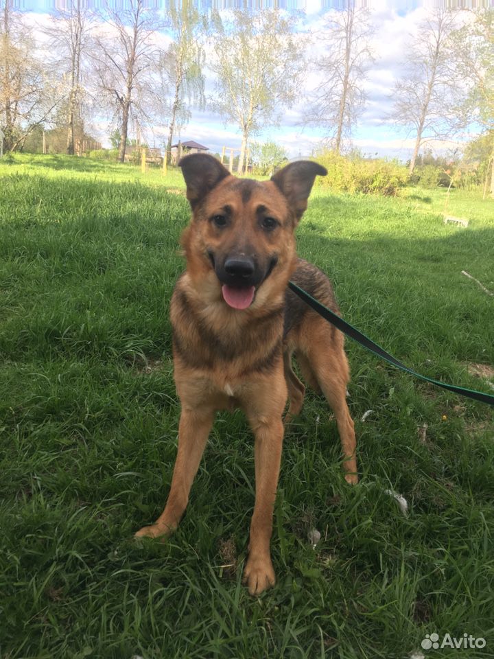 Щенок Бурбон в добрые руки