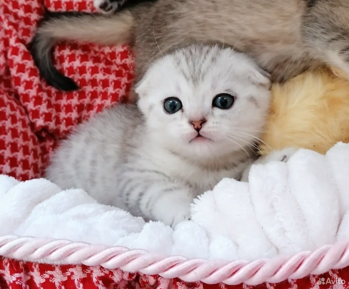 Шотландский котенок