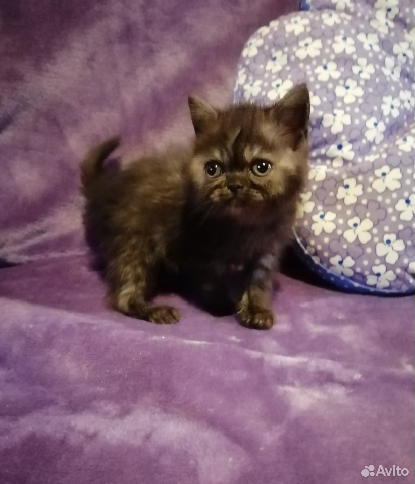 Экзотик Волчок