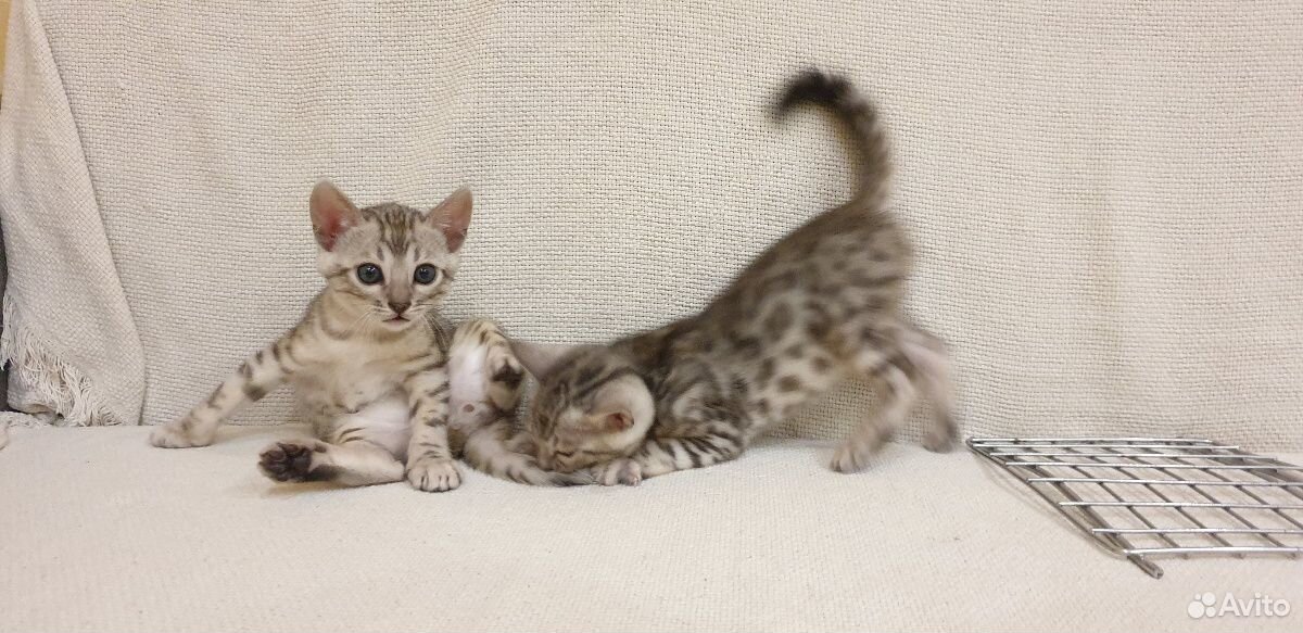 Котята