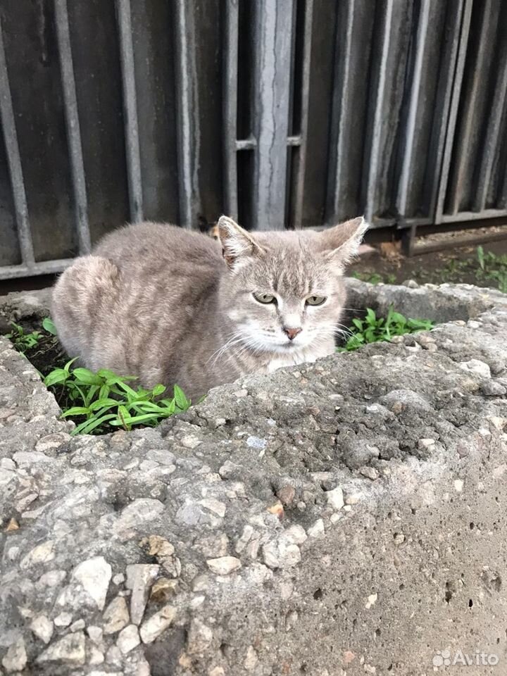 Дымчатая красавица-ласкуша Плюша в добрые ручки