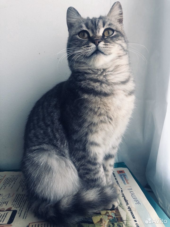 Кошка Метис Британской Породы