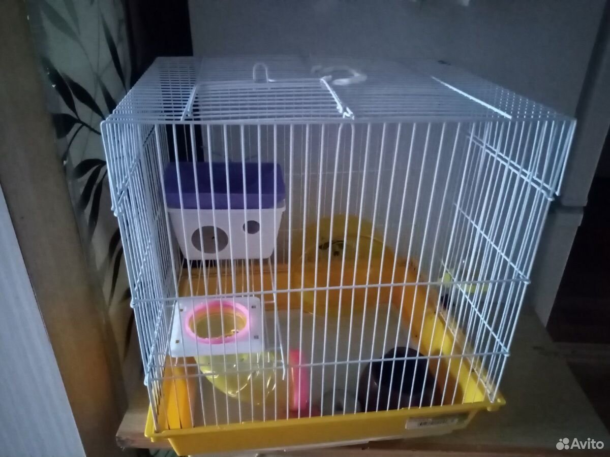 Хомячок-джунгарик