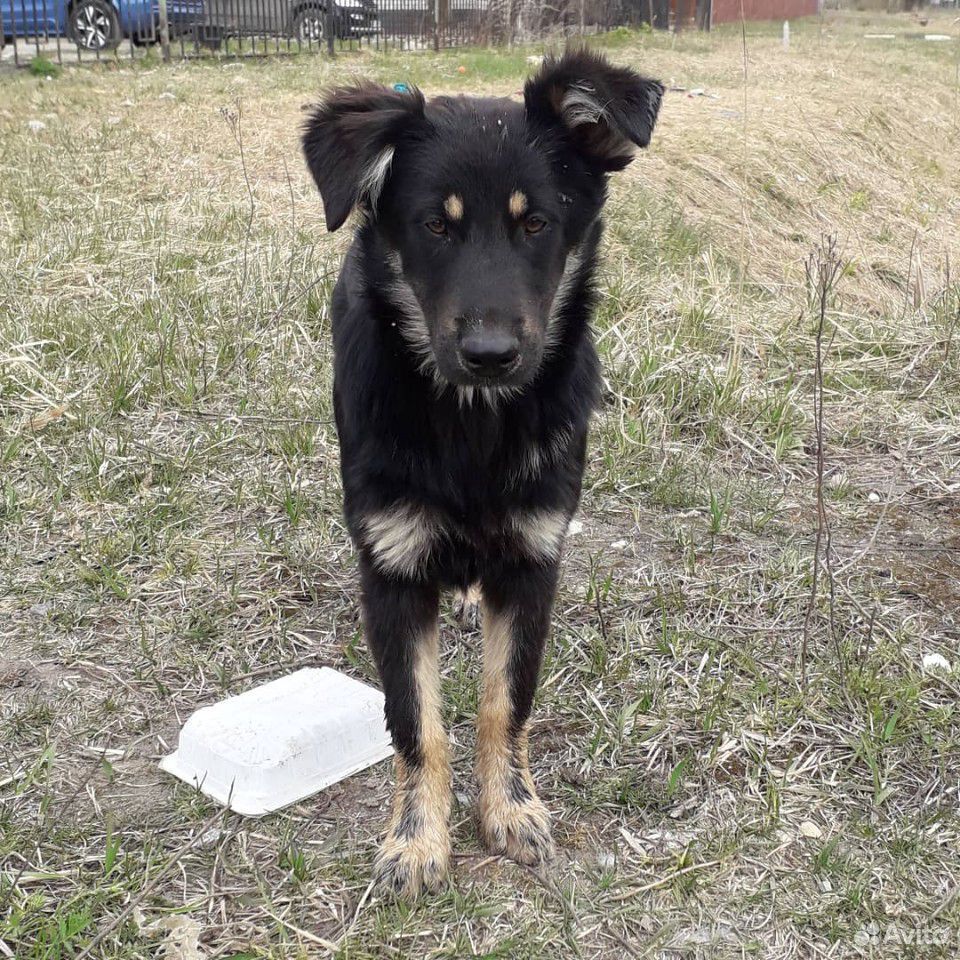 Французская овчарка