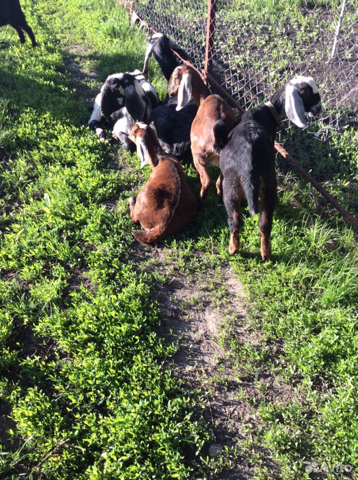 Козлята козочка и козлик 100нубийцы документы о пр