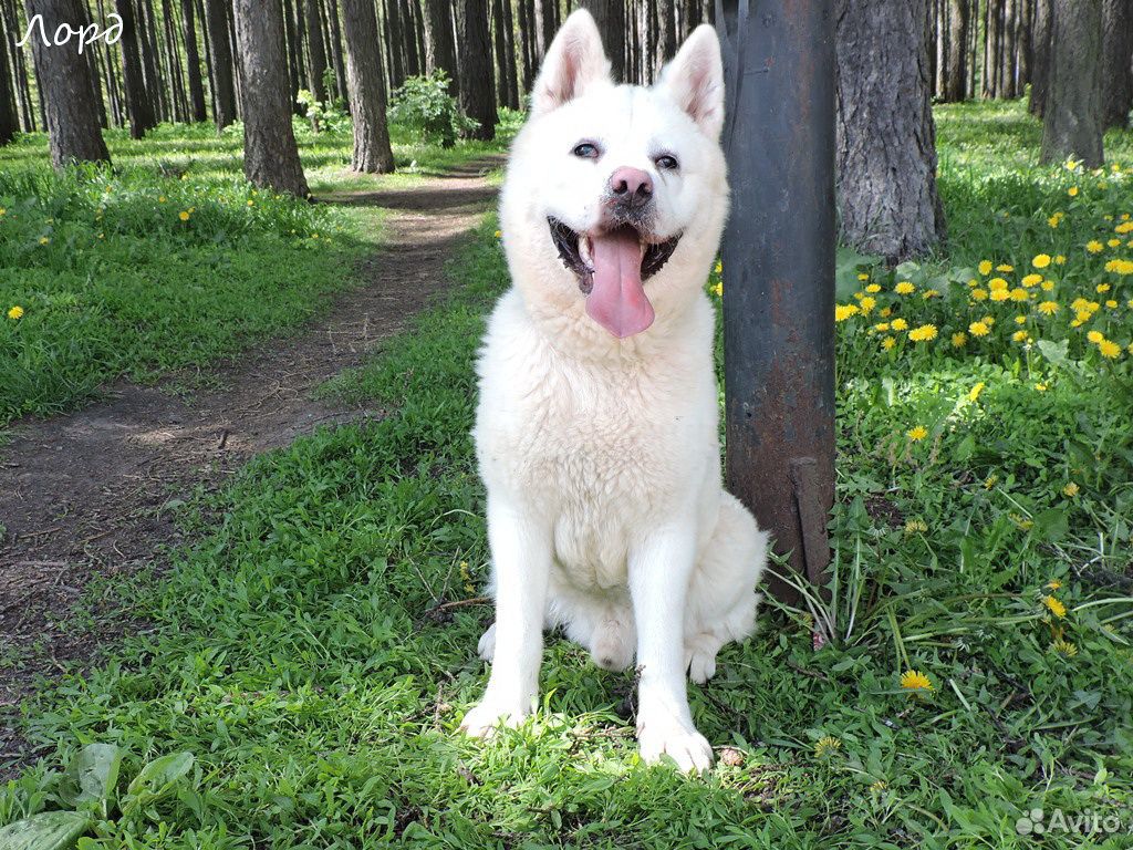 Японская акита, акита-ину, взрослый кобель
