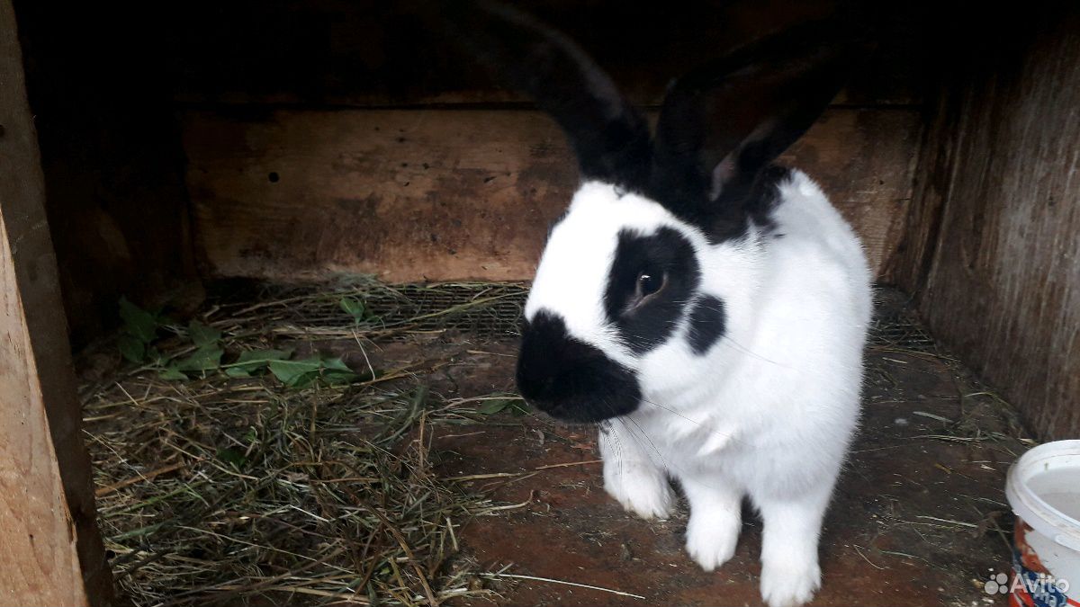 Немецкий пестрый великан (строкач, нпв),ризен голд