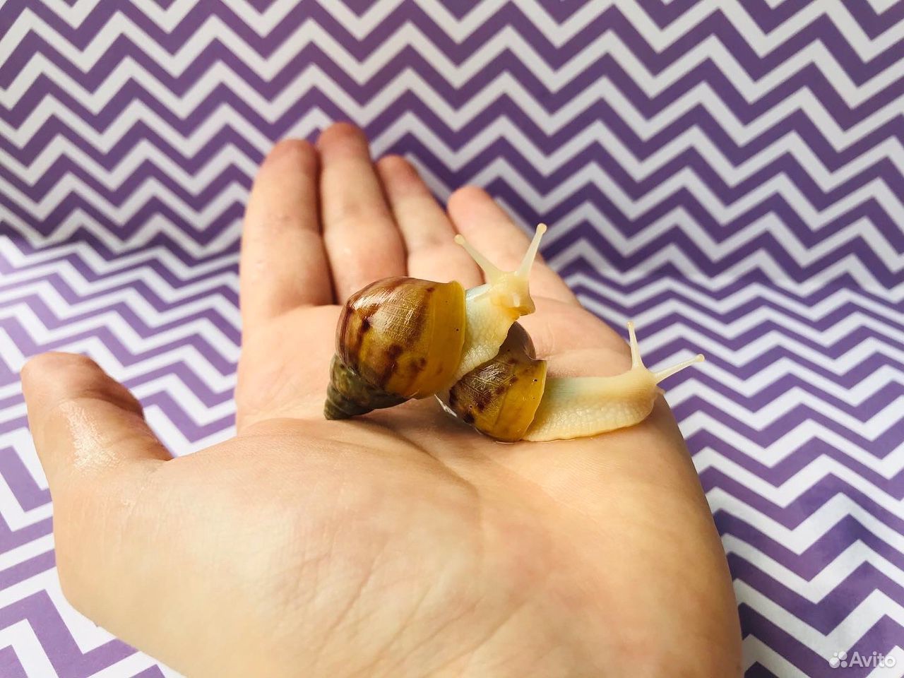 Улитки ахатина фулика альбино боди малыши