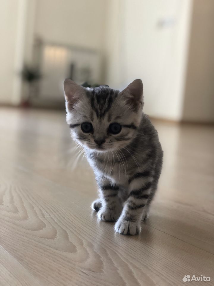 Котята британцы