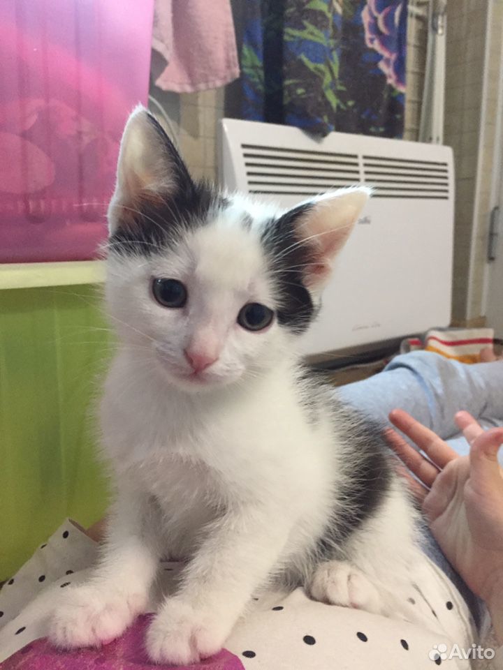 Котенок