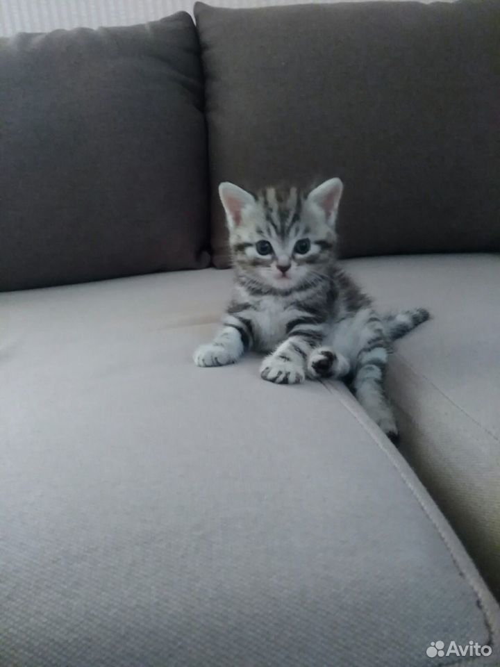 Котик