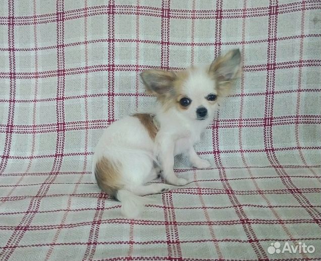 Мини кобелёк чихуахуа