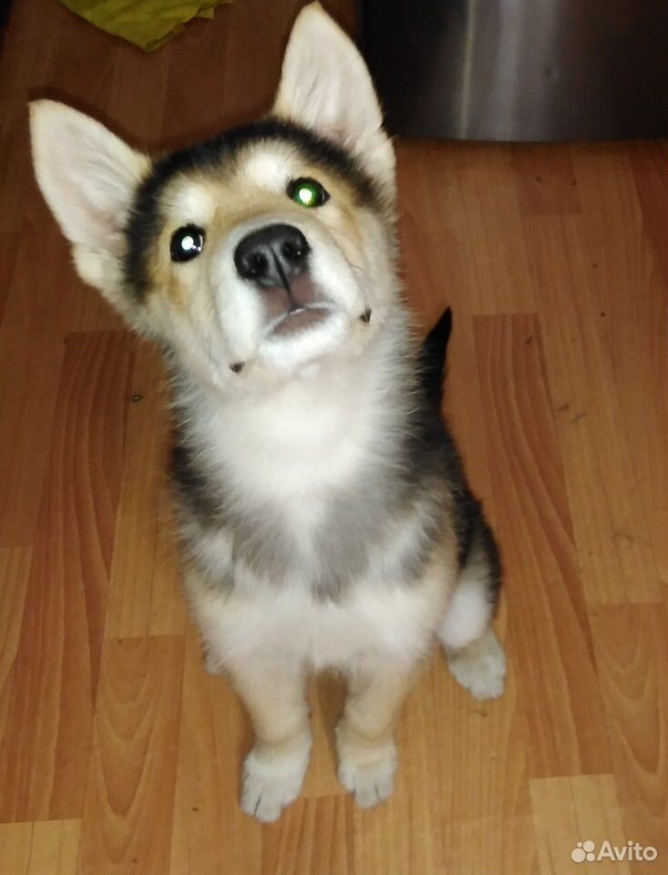 Лайка-Маламут