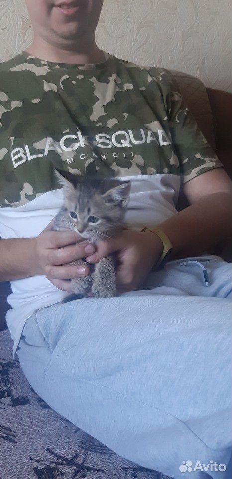 Котята бесплатно