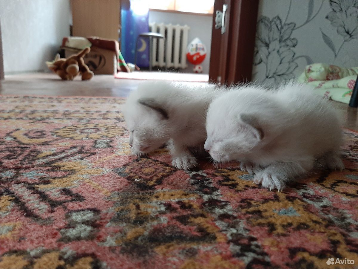 Сиамские котята