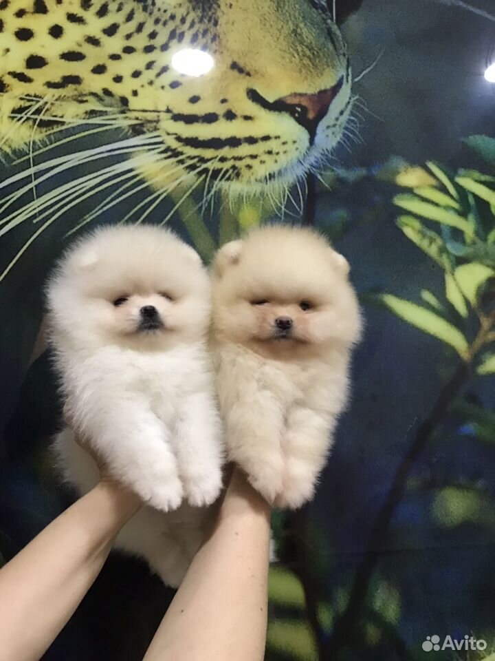 Кремовые мишки